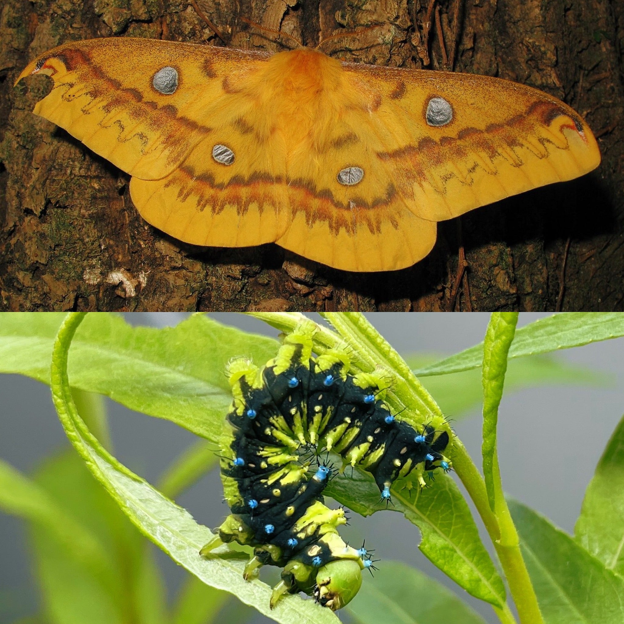 Rhodinia fugax Eggs for Sale | Japanese Oak Silkmoth Eggs – Bugs ...