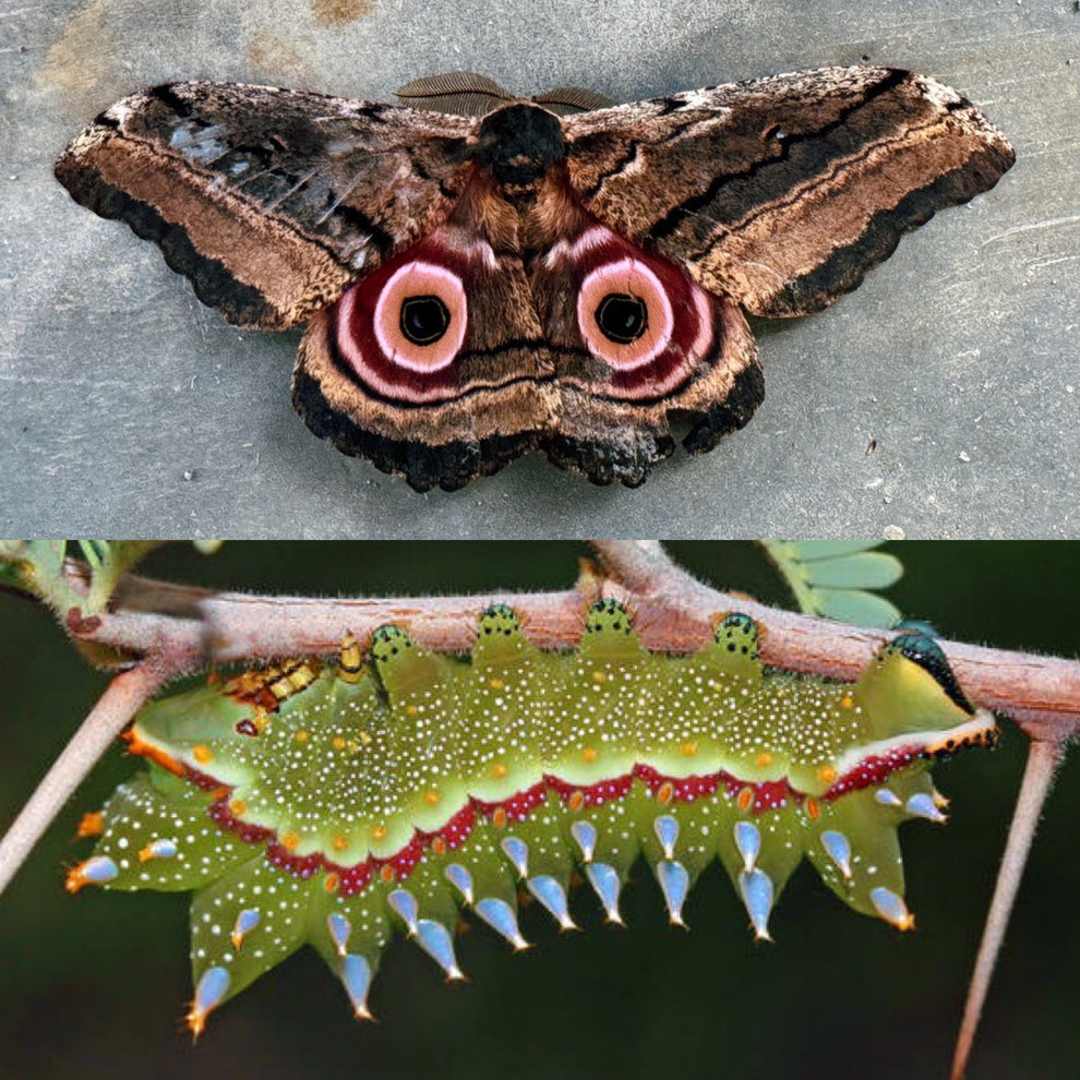 Gynanisa maja Eggs for Sale | Speckled Emperor Moth Eggs – Bugs ...