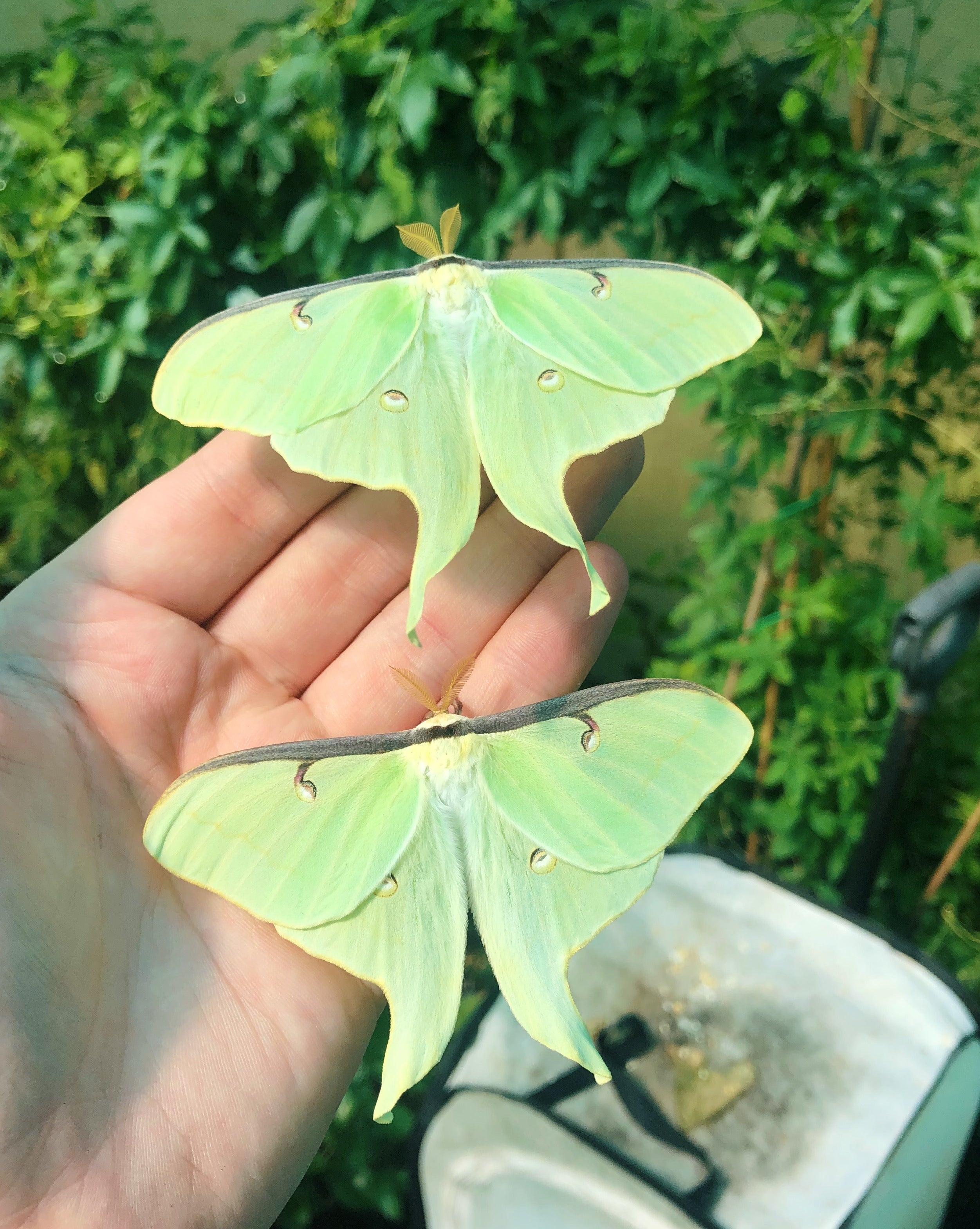 Emperor Moth Care – Bugs & Butterflies UK
