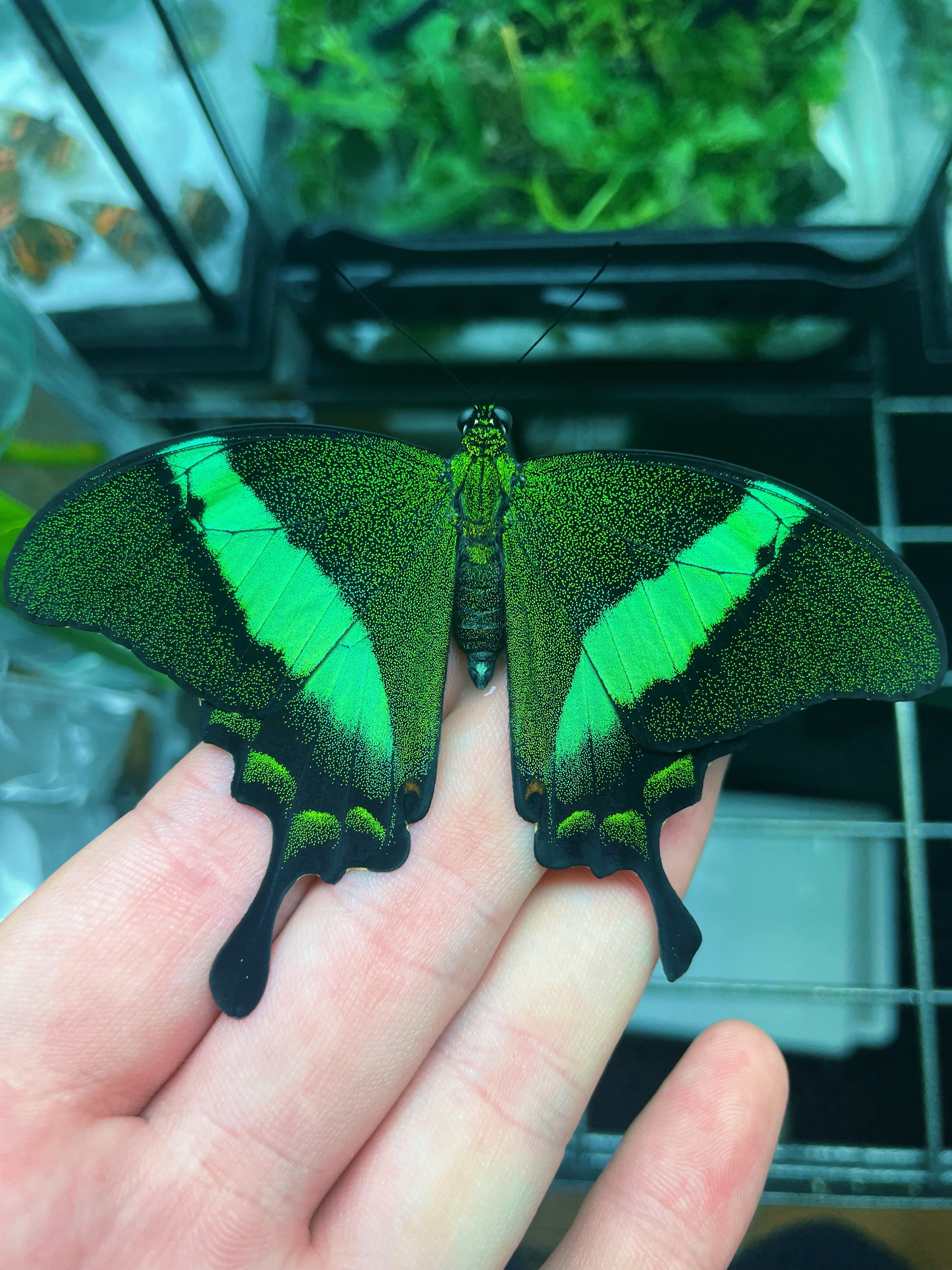 Emerald Swallowtail PUPAE (Papilio palinurus) – Bugs & Butterflies UK