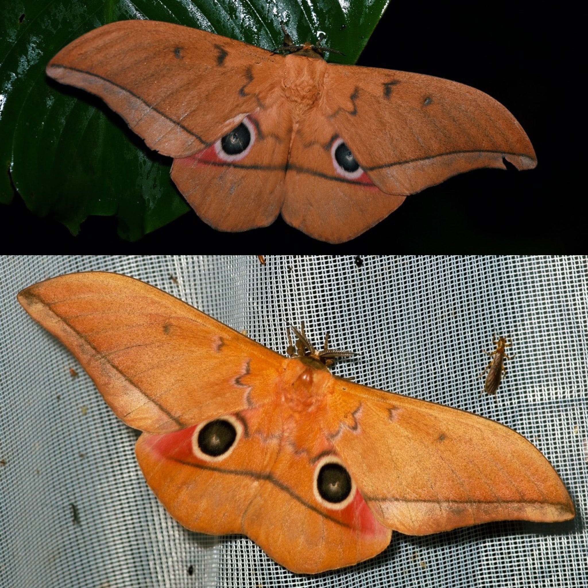 Lobobunaea acetes Eggs for Sale | Blushing Emperor Moth Eggs – Bugs ...