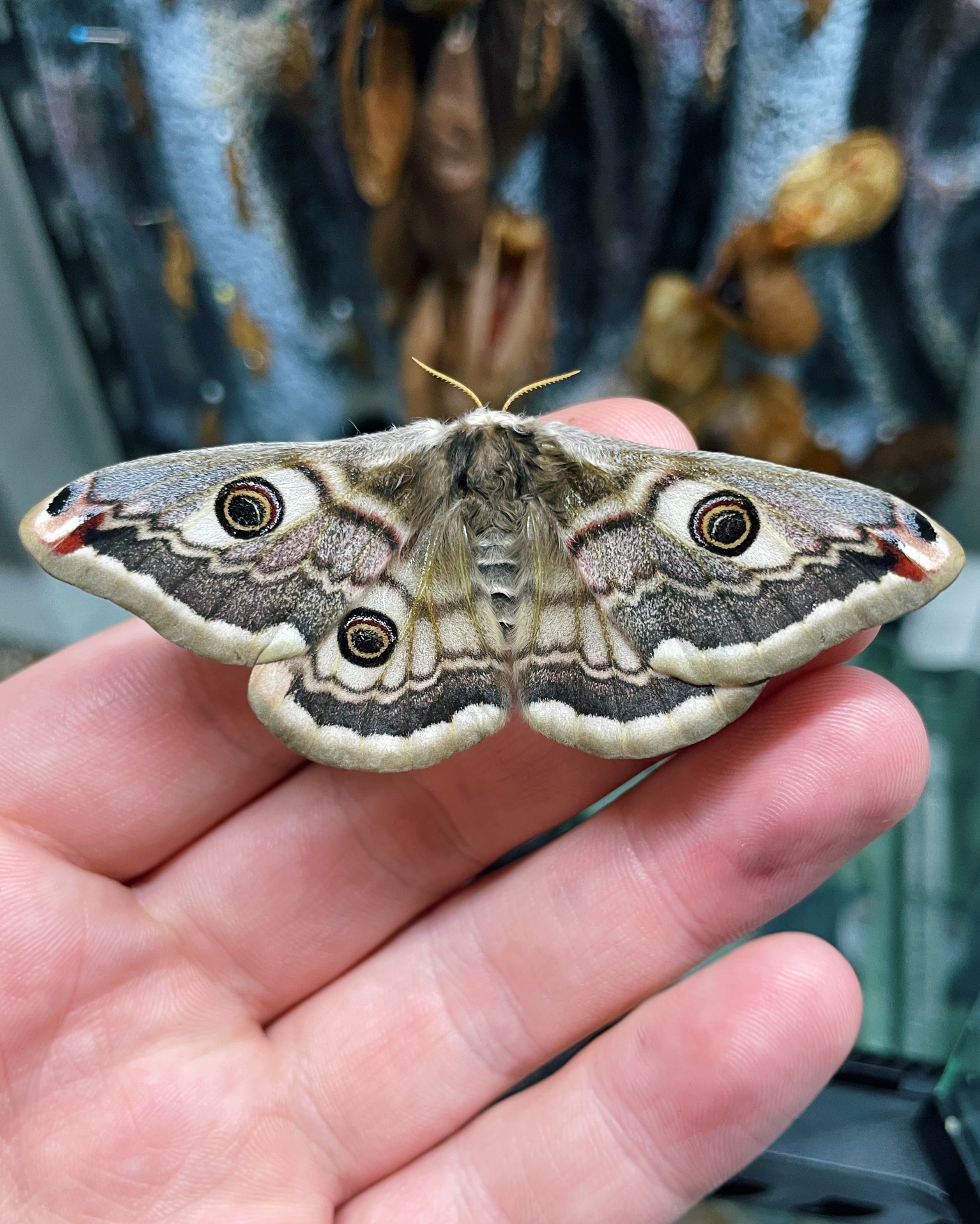 British Emperor Moth Care Guide (Saturnia pavonia) – Bugs & Butterflies UK