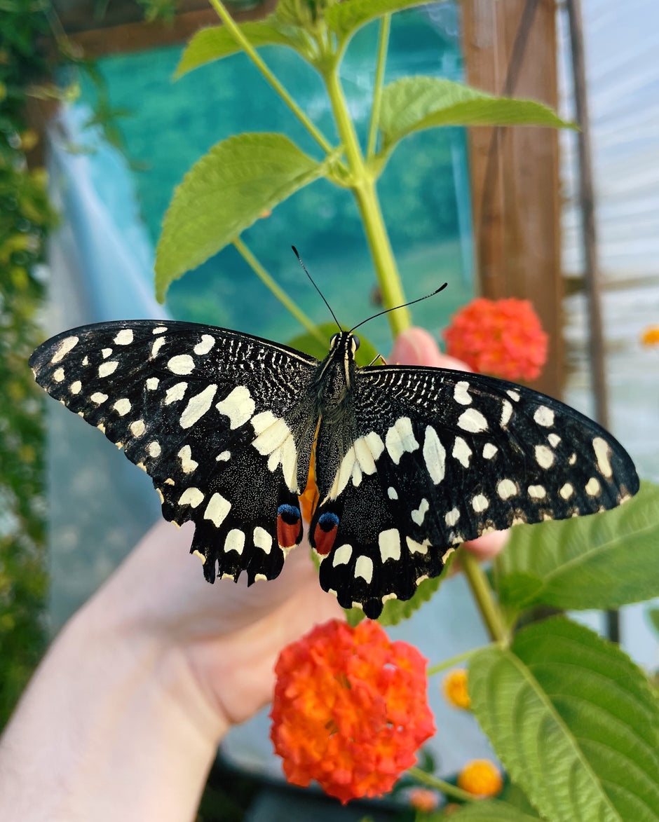 Butterfly Pupae & Cocoons – Bugs & Butterflies UK