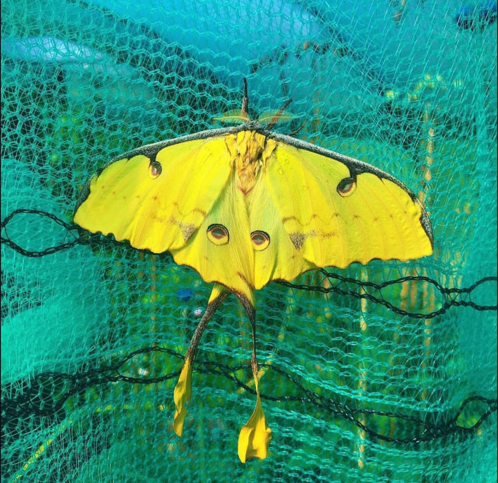 Pupae & Cocoons – Bugs & Butterflies UK