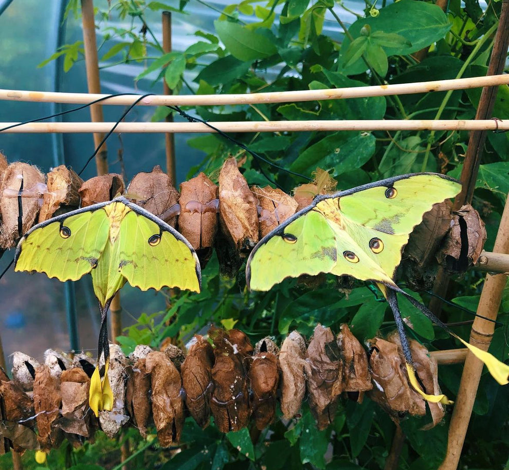African Comet Moth | Argema mimosae | COCOONS for sale – Bugs ...