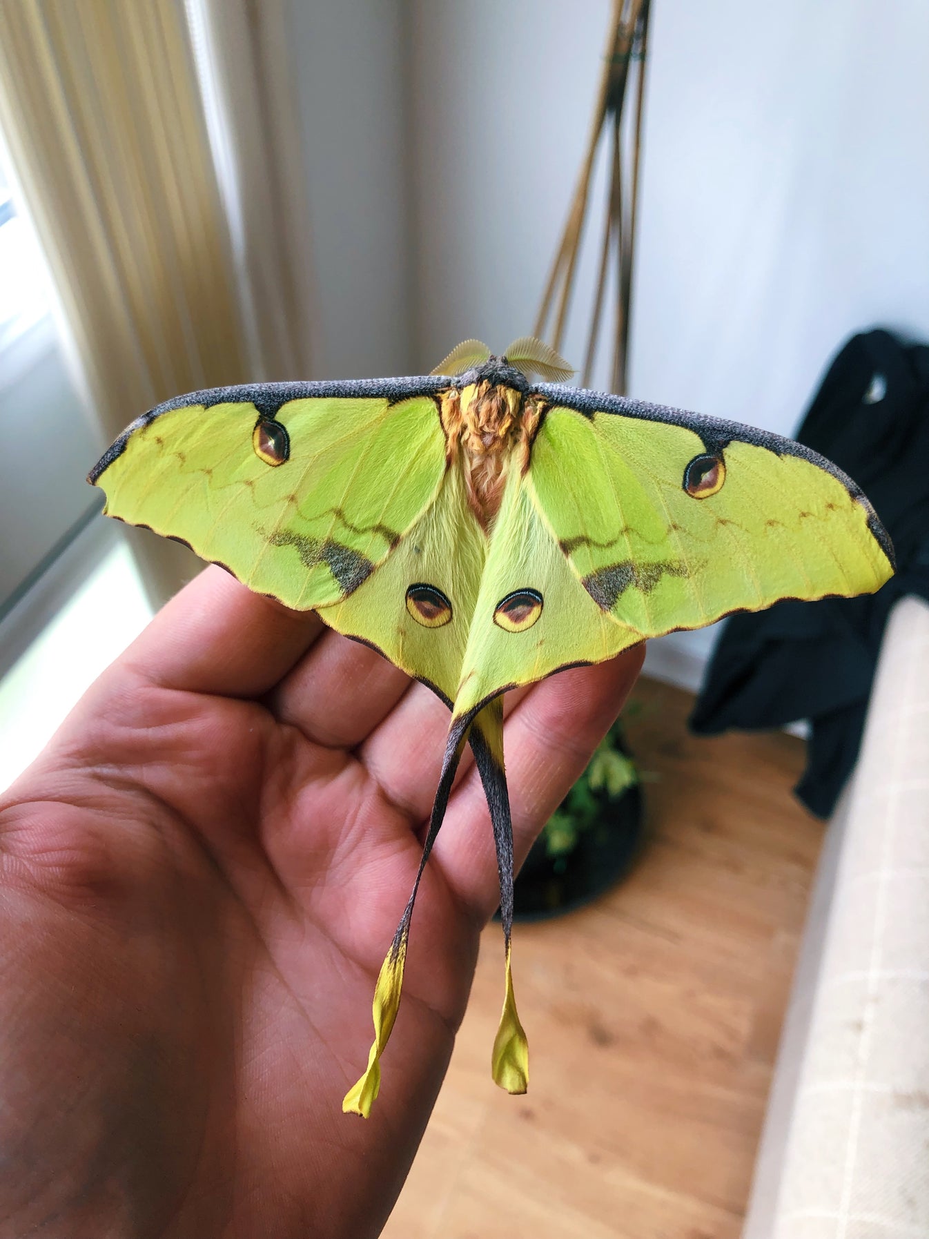 African Comet Moth | Argema mimosae | EGGS for sale – Bugs & Butterflies UK
