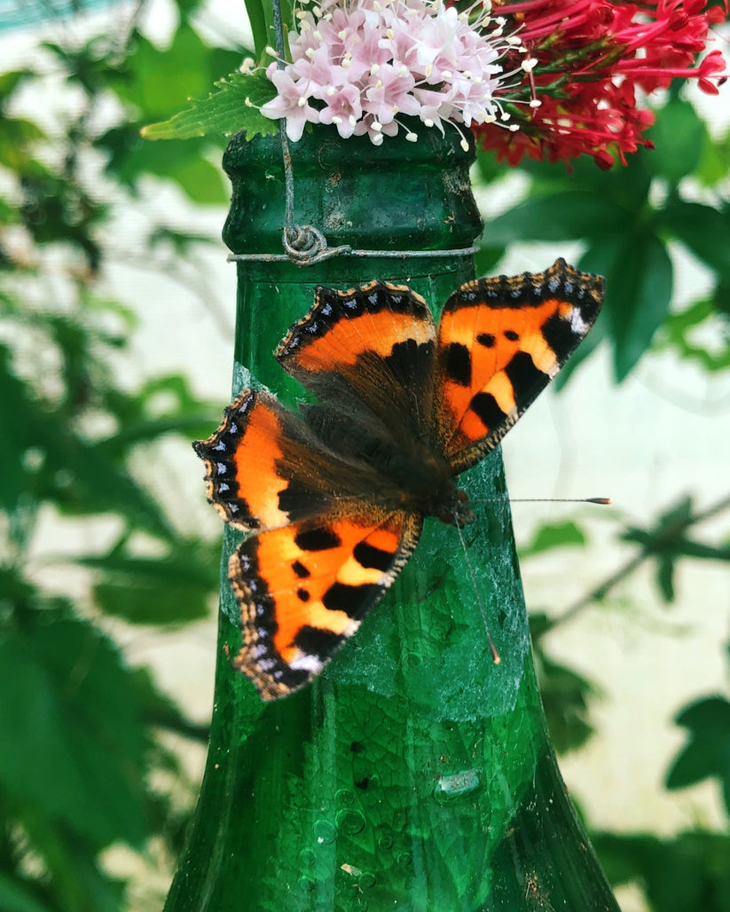 Native Butterfly Mix | Assorted PUPAE – Bugs & Butterflies UK