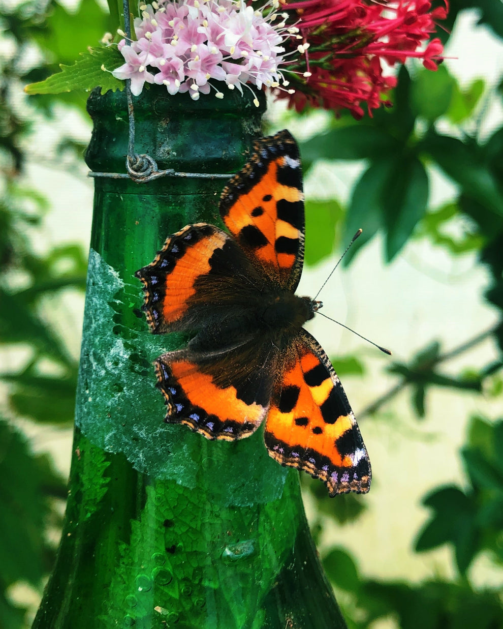 Native Butterfly Mix | Assorted PUPAE – Bugs & Butterflies UK