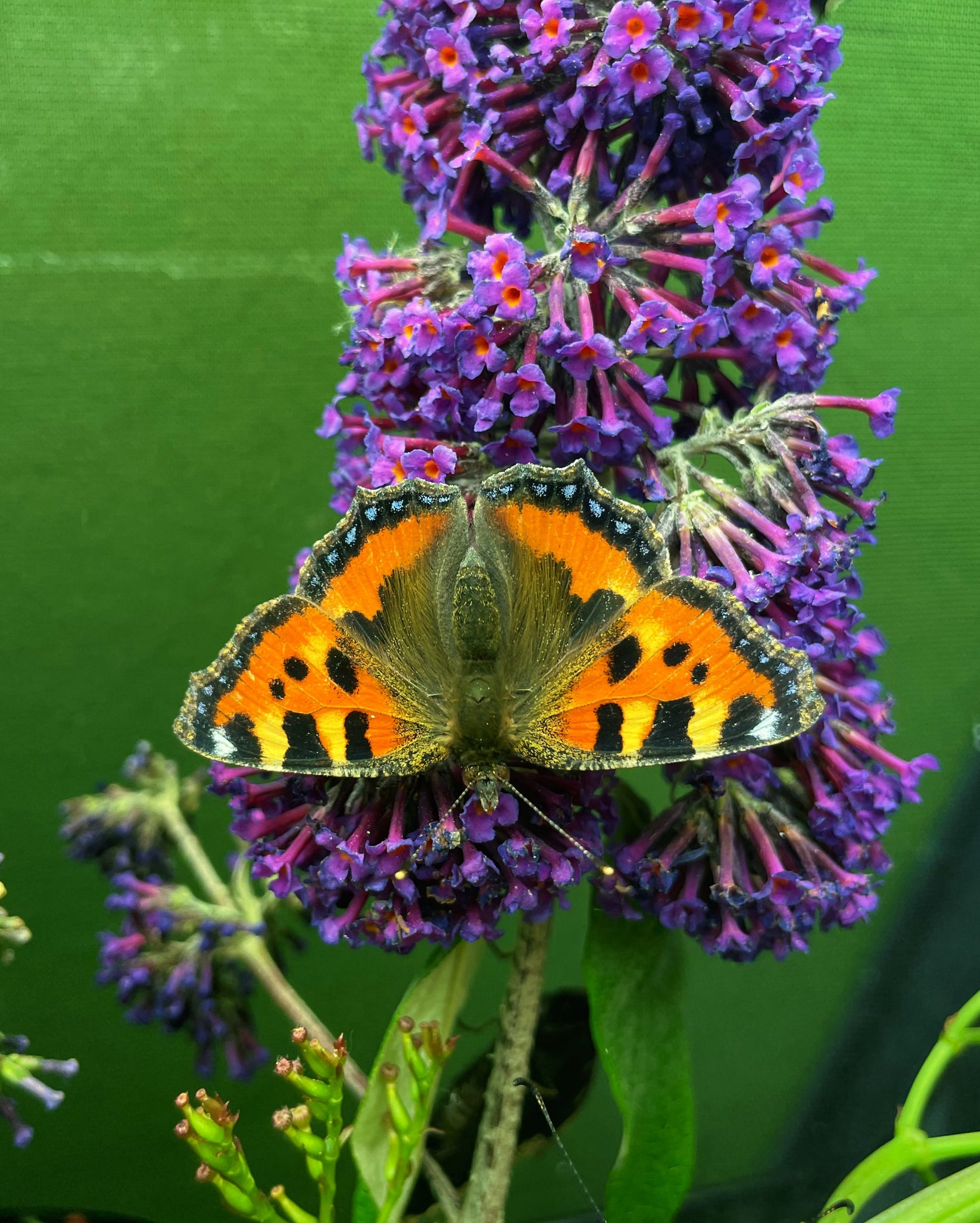 Native Butterfly Mix | Assorted PUPAE – Bugs & Butterflies UK