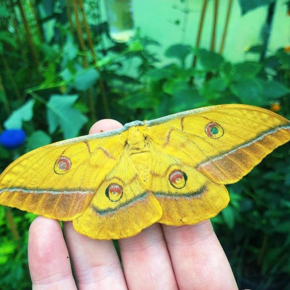 Japanese Oak Silkmoth | Antheraea yamamai COCOONS – Bugs & Butterflies UK