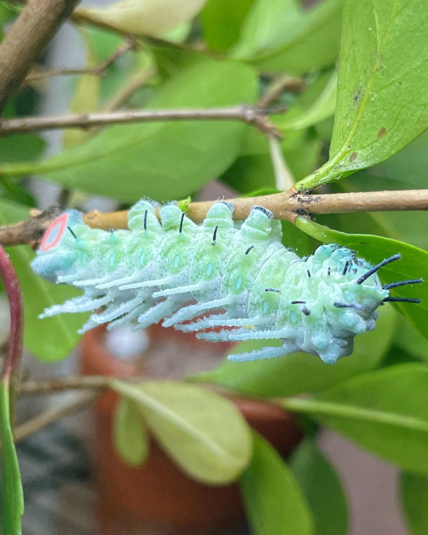 Giant Atlas Moth (Attacus atlas) Care Guide – Eggs, Caterpillars, Pupa ...
