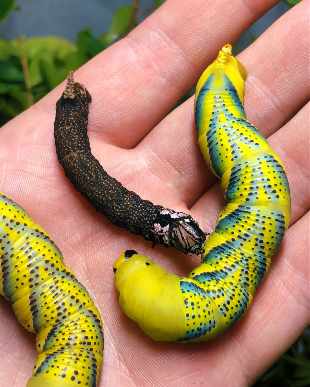 Death's Head Hawk-Moth Care Guide (Acherontia atropos) – Bugs ...