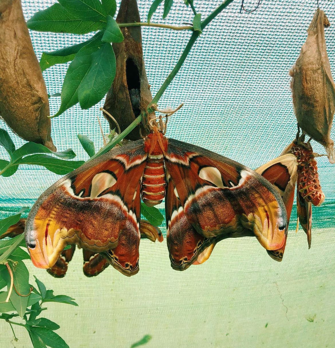 Caring for the Giant Atlas Moth (Attacus atlas) – Bugs & Butterflies UK