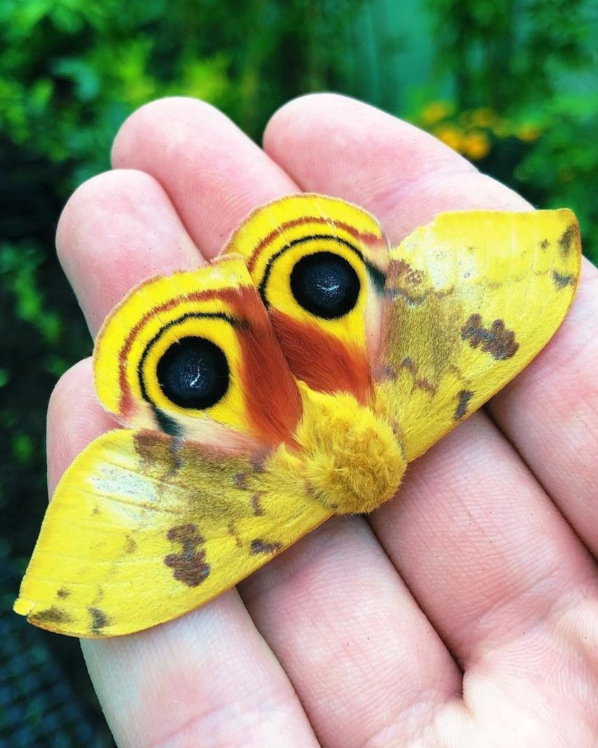 Bullseye Silk-Moth | Automeris io EGGS for sale – Bugs & Butterflies UK