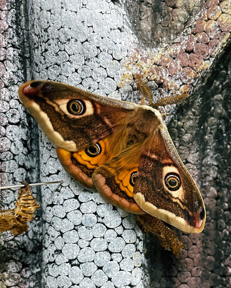 British Emperor Moth Care Guide (Saturnia pavonia) – Bugs & Butterflies UK