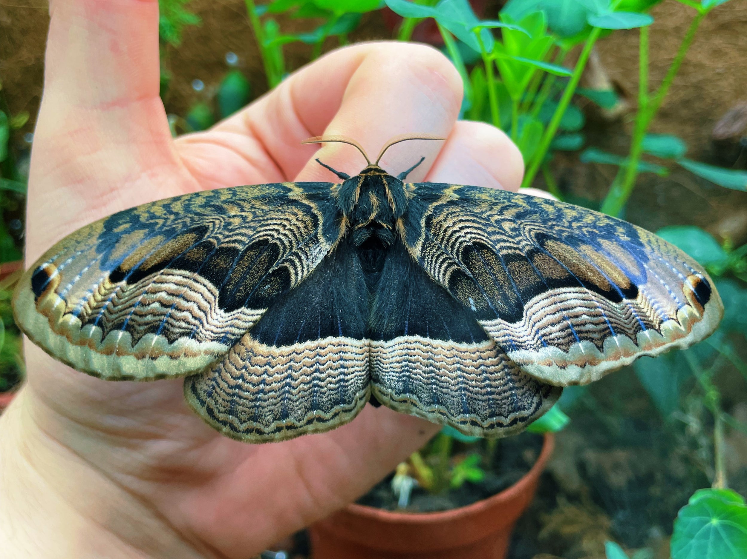 Owl Moth Care – Bugs & Butterflies UK