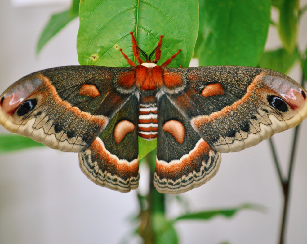 Robin Moth (Hyalophora cecropia) | EGGS – Bugs & Butterflies UK
