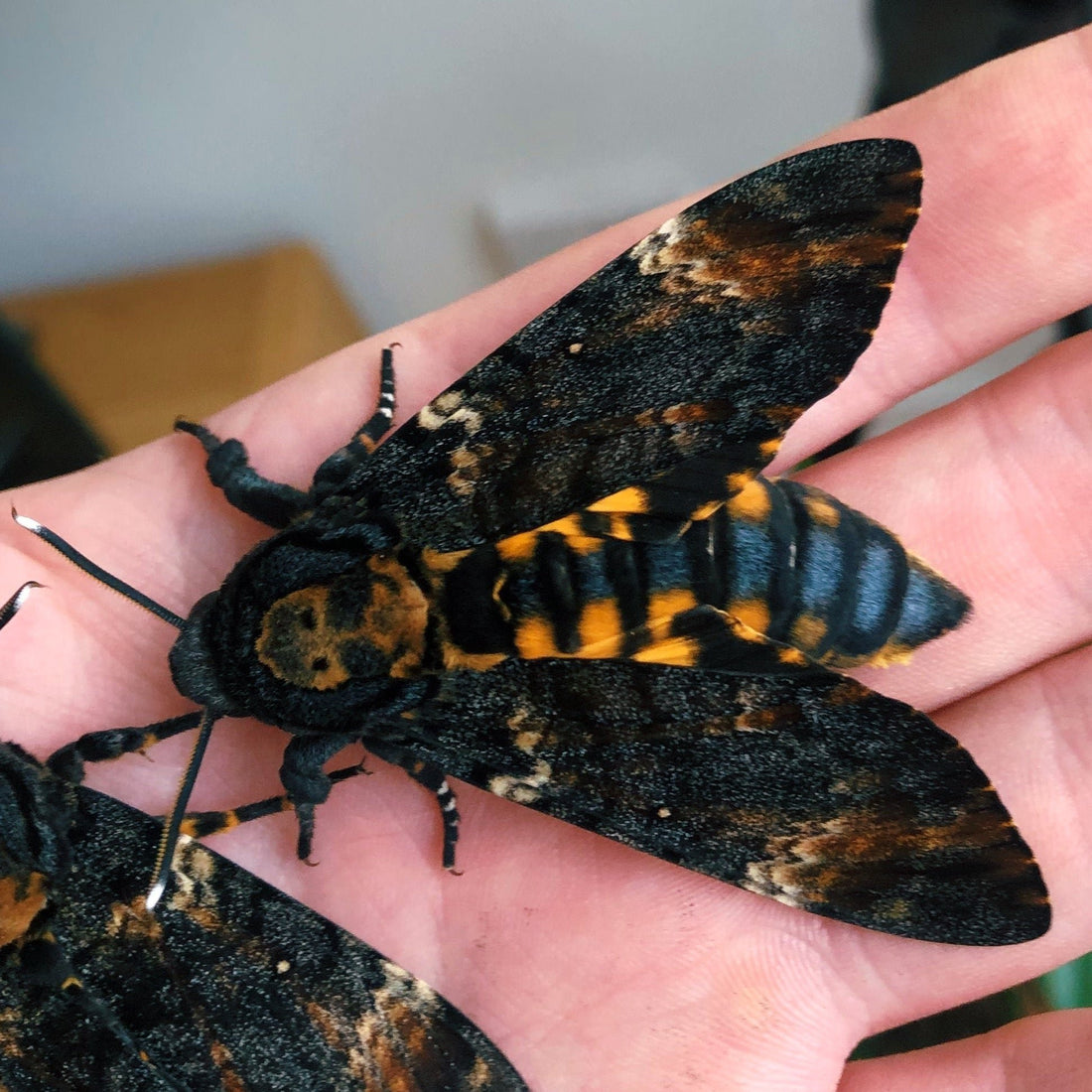 Death's Head Hawk-Moth Care Guide (Acherontia atropos) – Bugs ...