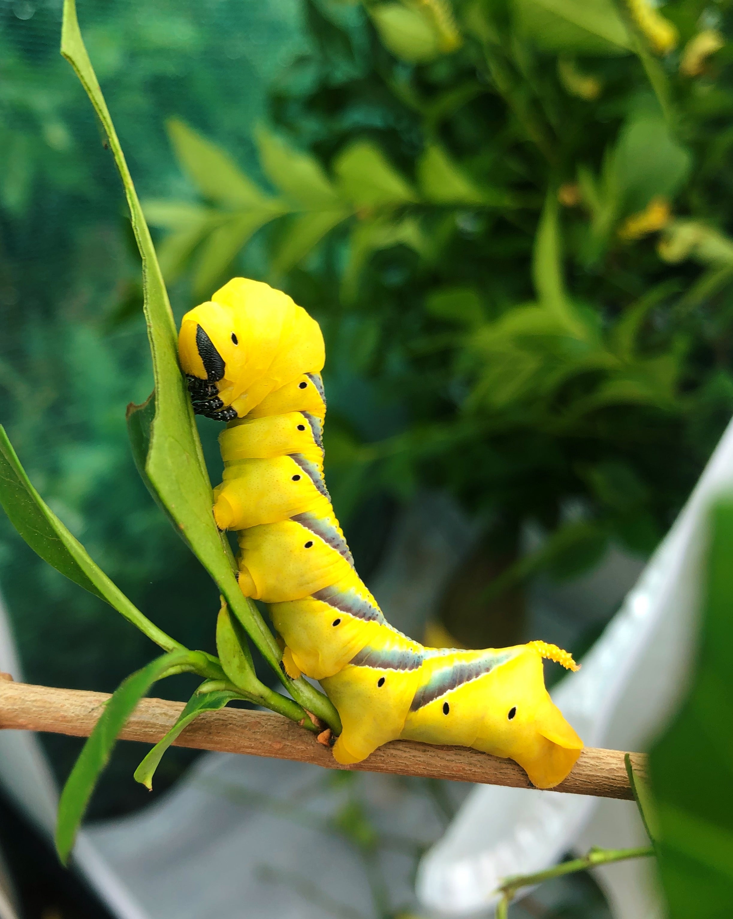 Death's Head Hawk-Moth Care – Bugs & Butterflies UK