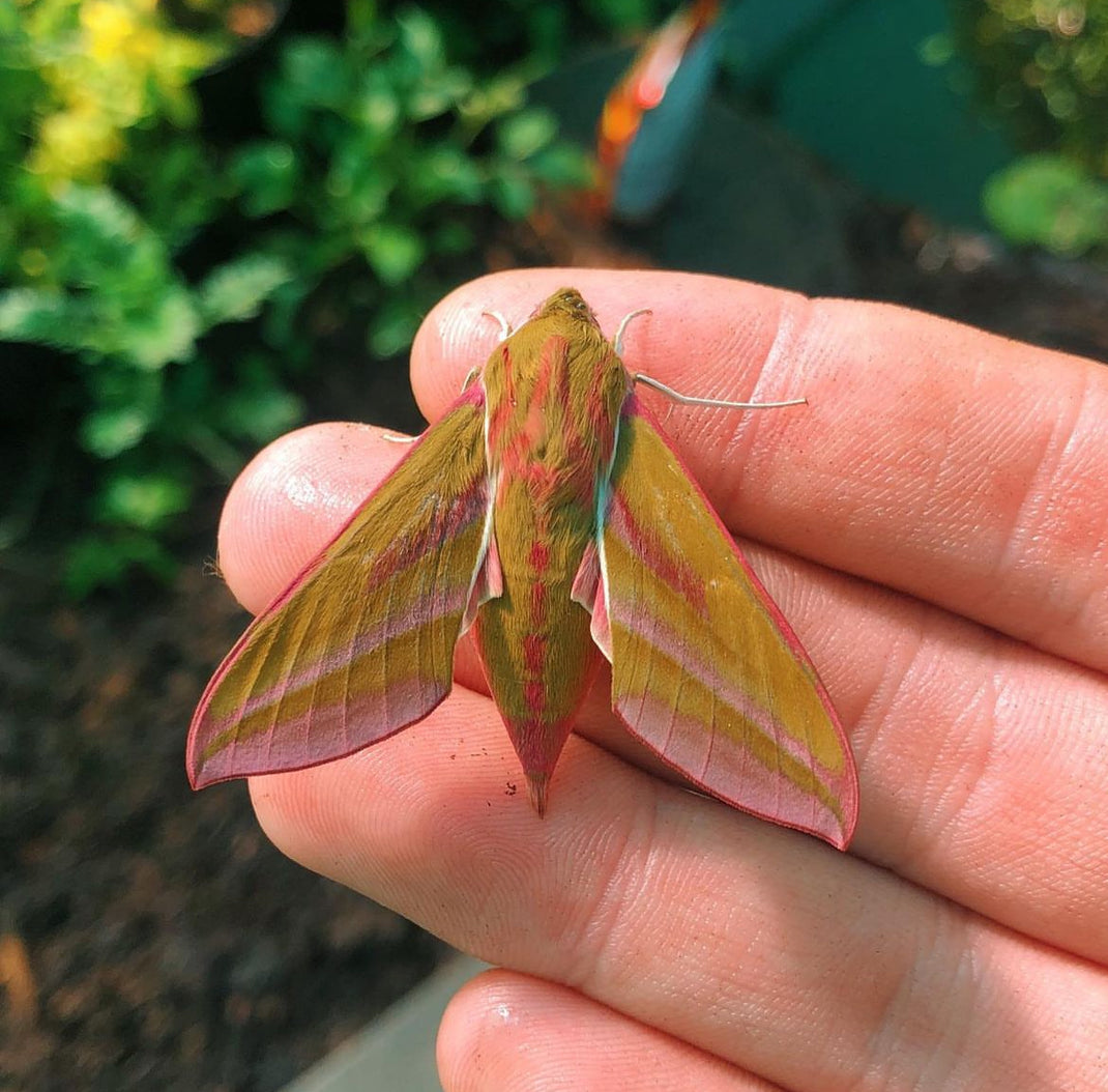 Large Elephant Hawk-moth Care Guide – Deilephila elpenor Eggs, Caterpi ...
