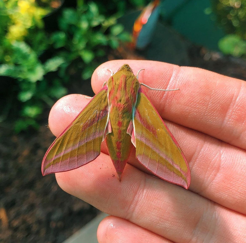Elephant Hawk-Moth PUPAE | Deilephila elpenor – Bugs & Butterflies UK