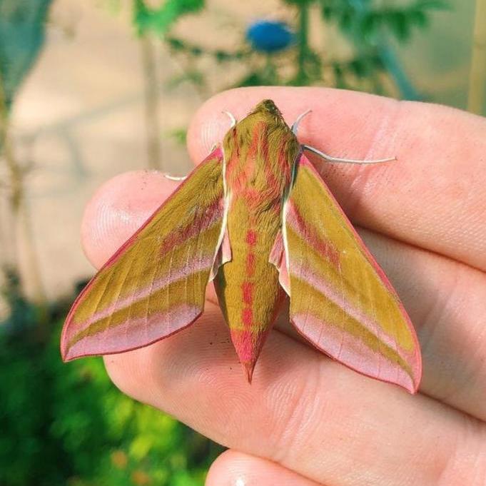 Elephant Hawk-Moth PUPAE | Deilephila elpenor – Bugs & Butterflies UK