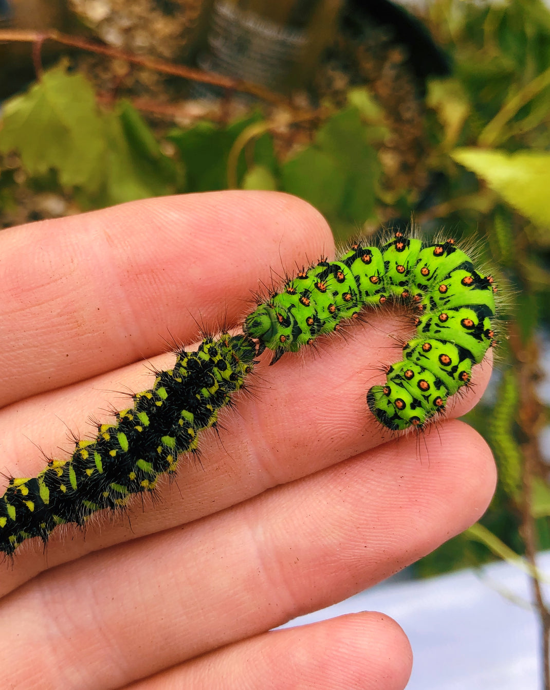 British Emperor Moth Care Guide (Saturnia pavonia) – Bugs & Butterflies UK
