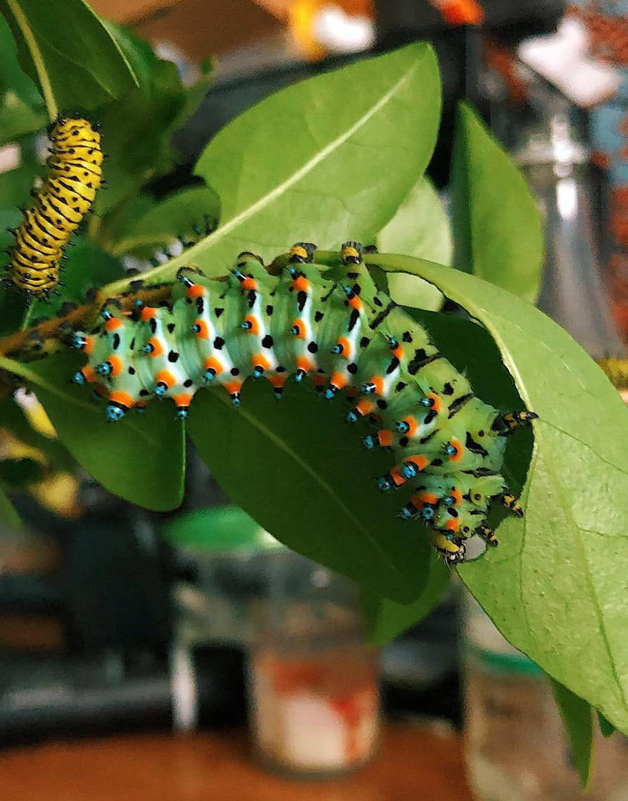 Calleta Silk-Moth | Eupackardia calleta EGGS for sale – Bugs ...
