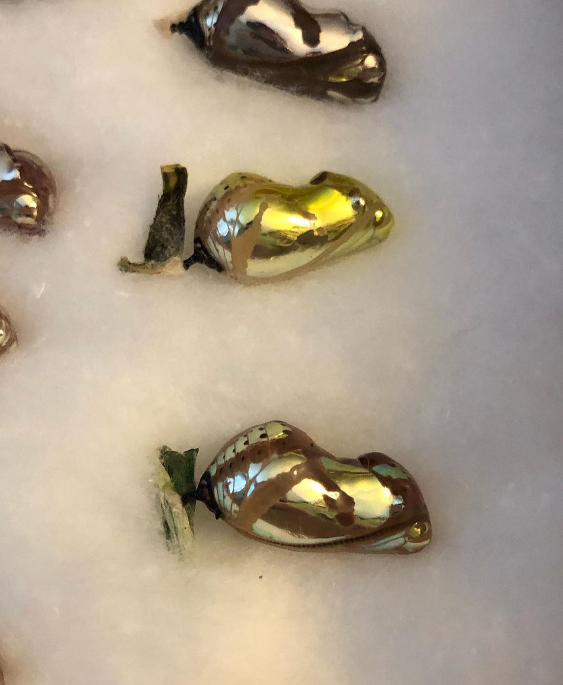 Common Crow Butterfly | Euploea core PUPAE for sale – Bugs & Butterflies UK