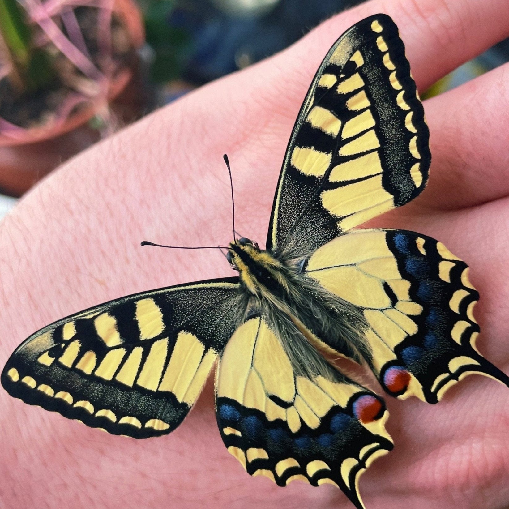 European Swallowtail | Papilio machaon EGGS – Bugs & Butterflies UK