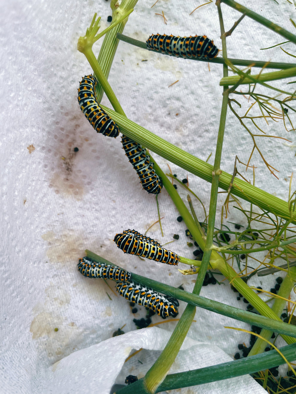 European Swallowtail EGGS (Papilio machaon) – Bugs & Butterflies UK