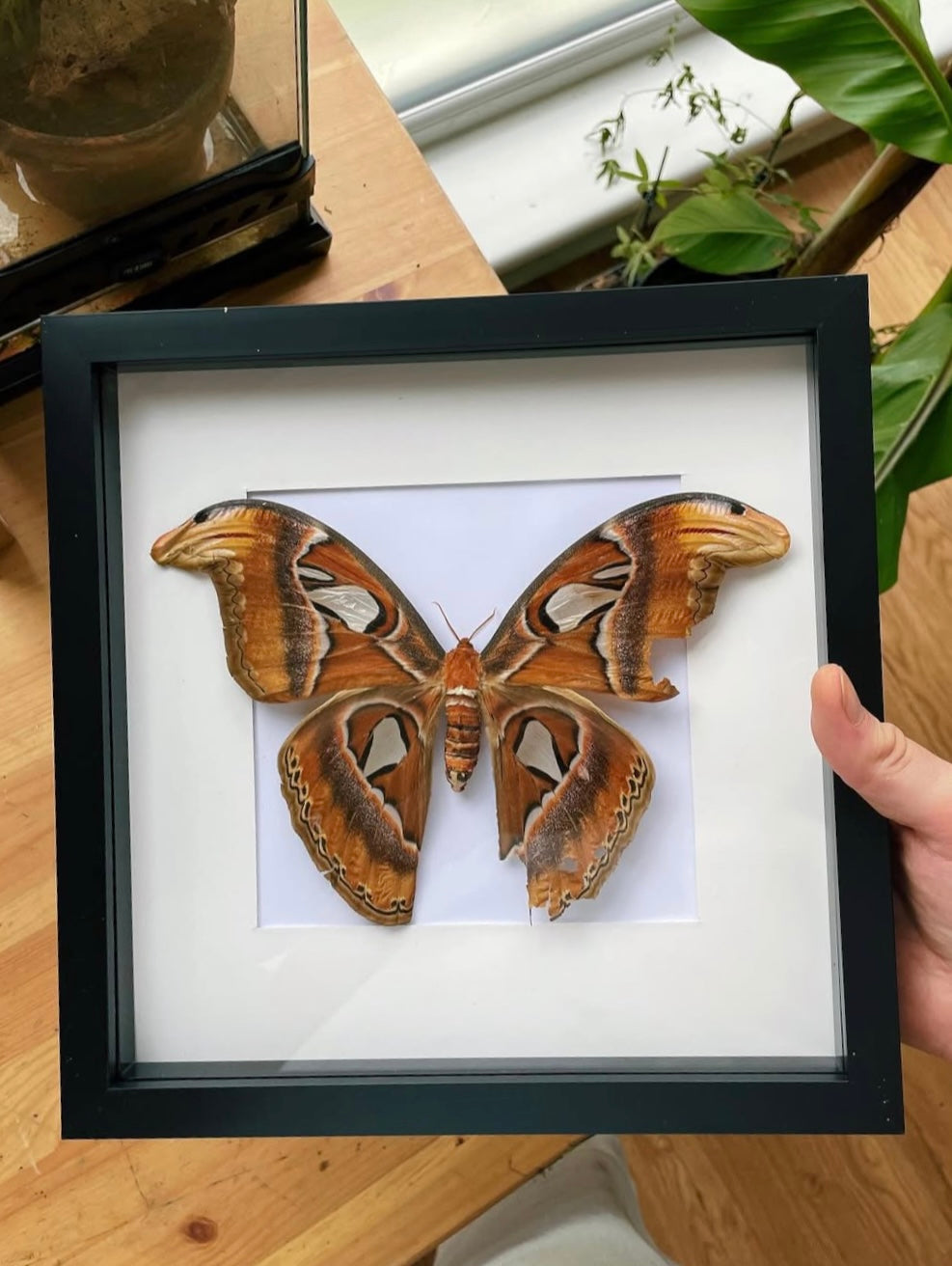 Giant Atlas Moth in Box Frame | Real Framed Atlas Moth Display – Bugs ...