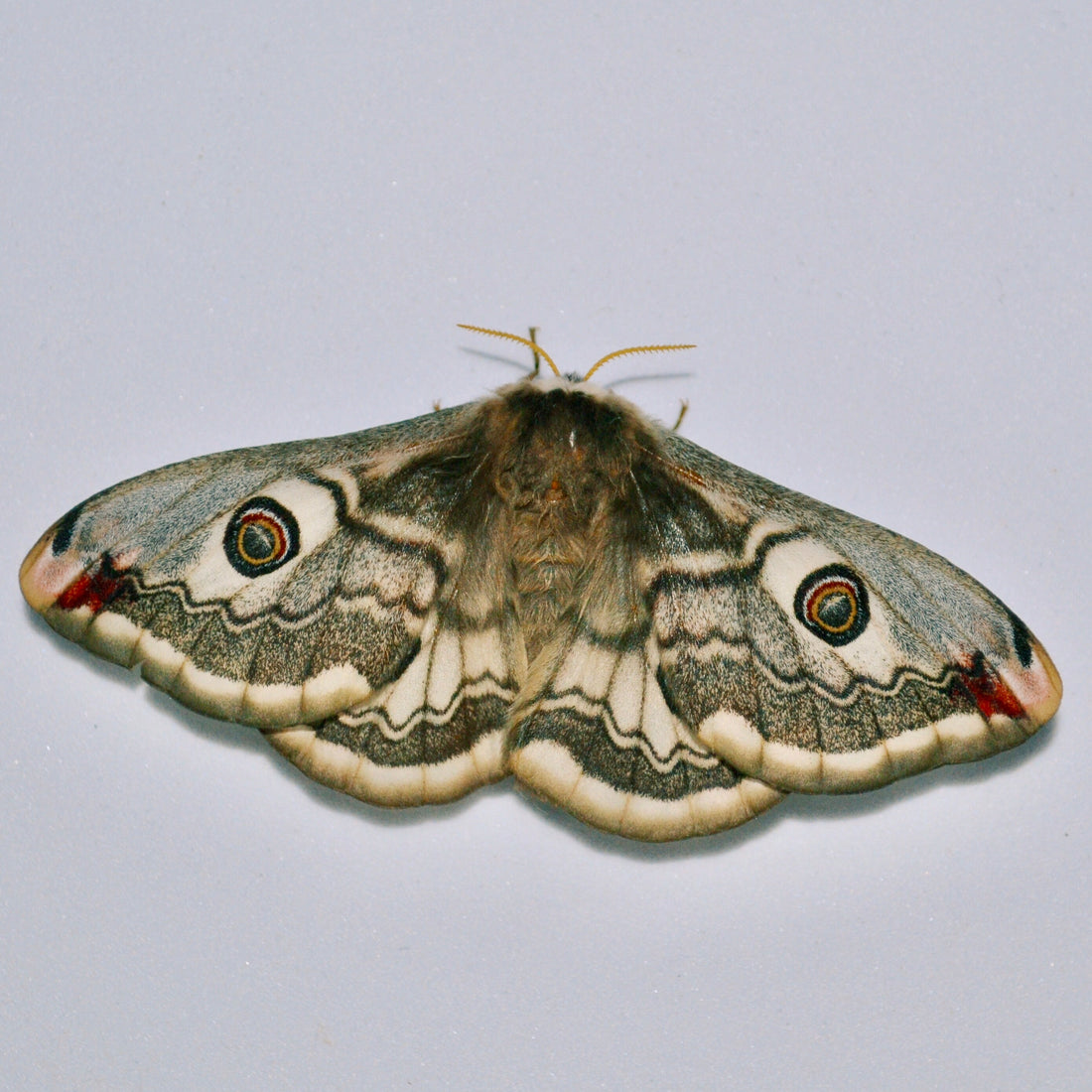 British Emperor Moth Care Guide (Saturnia pavonia) – Bugs & Butterflies UK