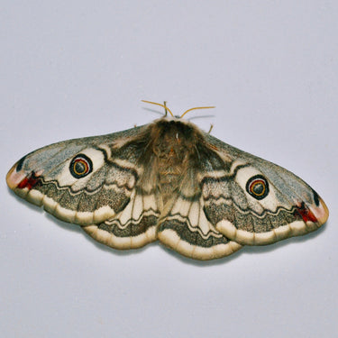 British Emperor Moth Care Guide (Saturnia pavonia) – Bugs & Butterflies UK