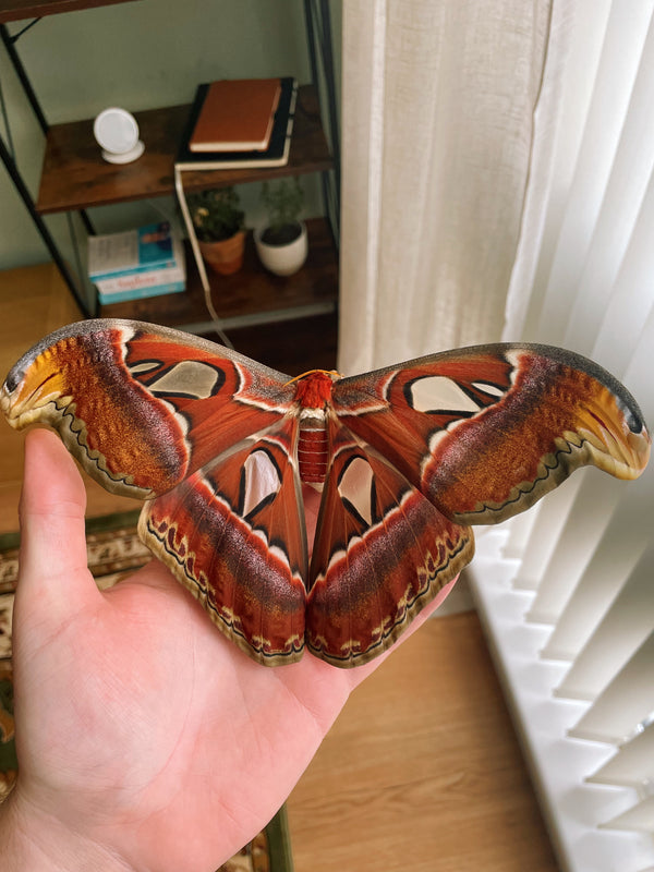 Giant Atlas Moth (Attacus atlas) EGGS – Bugs & Butterflies UK