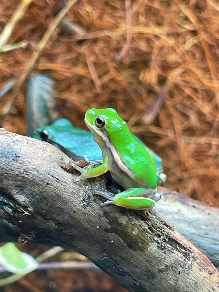 American Green Tree Frog | Hyla cinerea TADPOLES for sale – Bugs ...