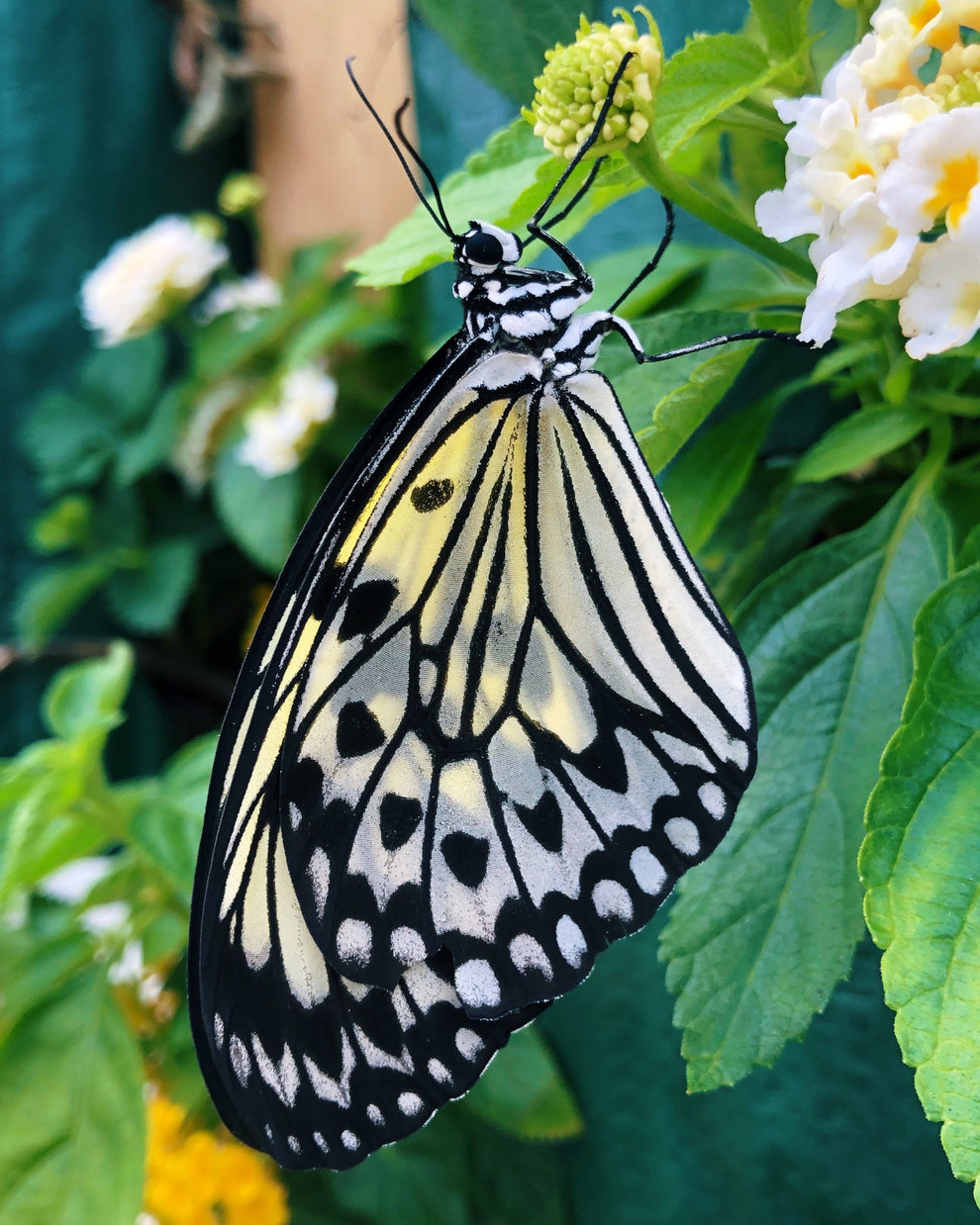 Paper Kite Butterfly | Idea leuconoe PUPAE – Bugs & Butterflies UK