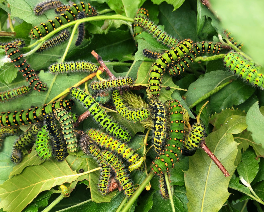 British Emperor Moth Care Guide (Saturnia pavonia) – Bugs & Butterflies UK