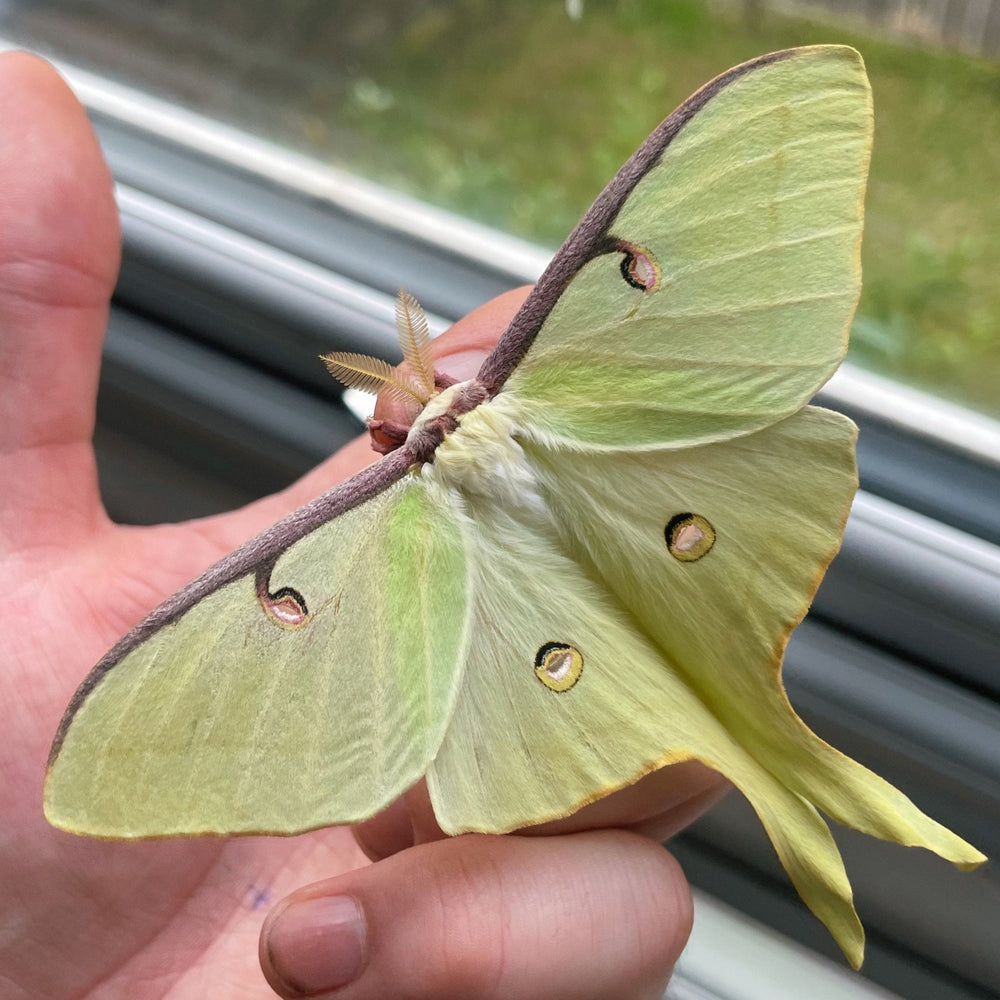 Care Guides – Bugs & Butterflies UK