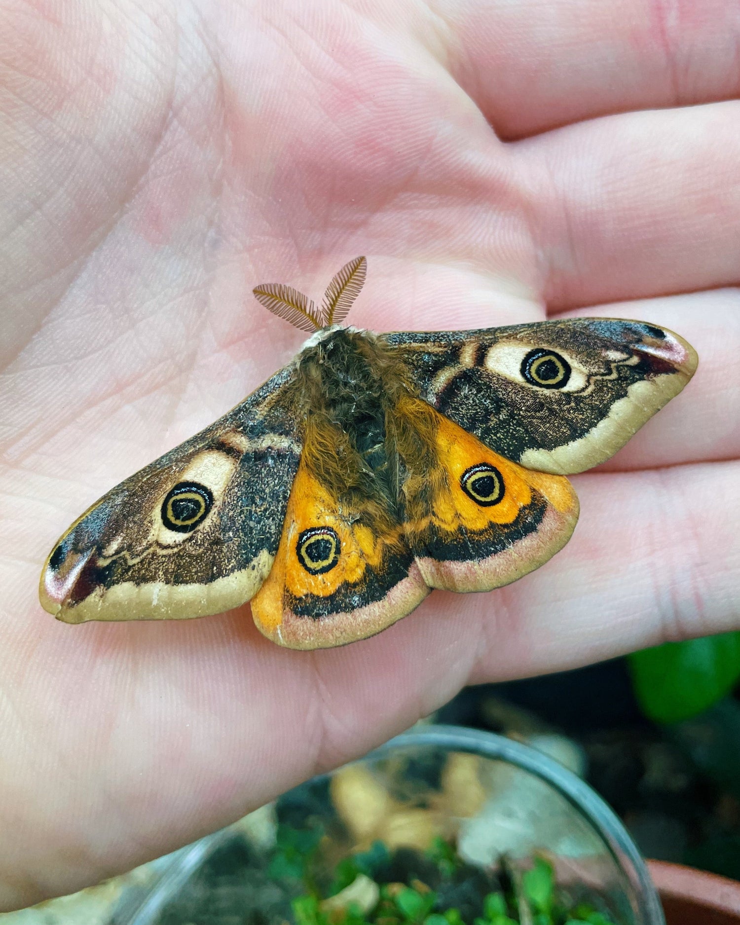 British Emperor Moth Care Guide (Saturnia pavonia) – Bugs & Butterflies UK