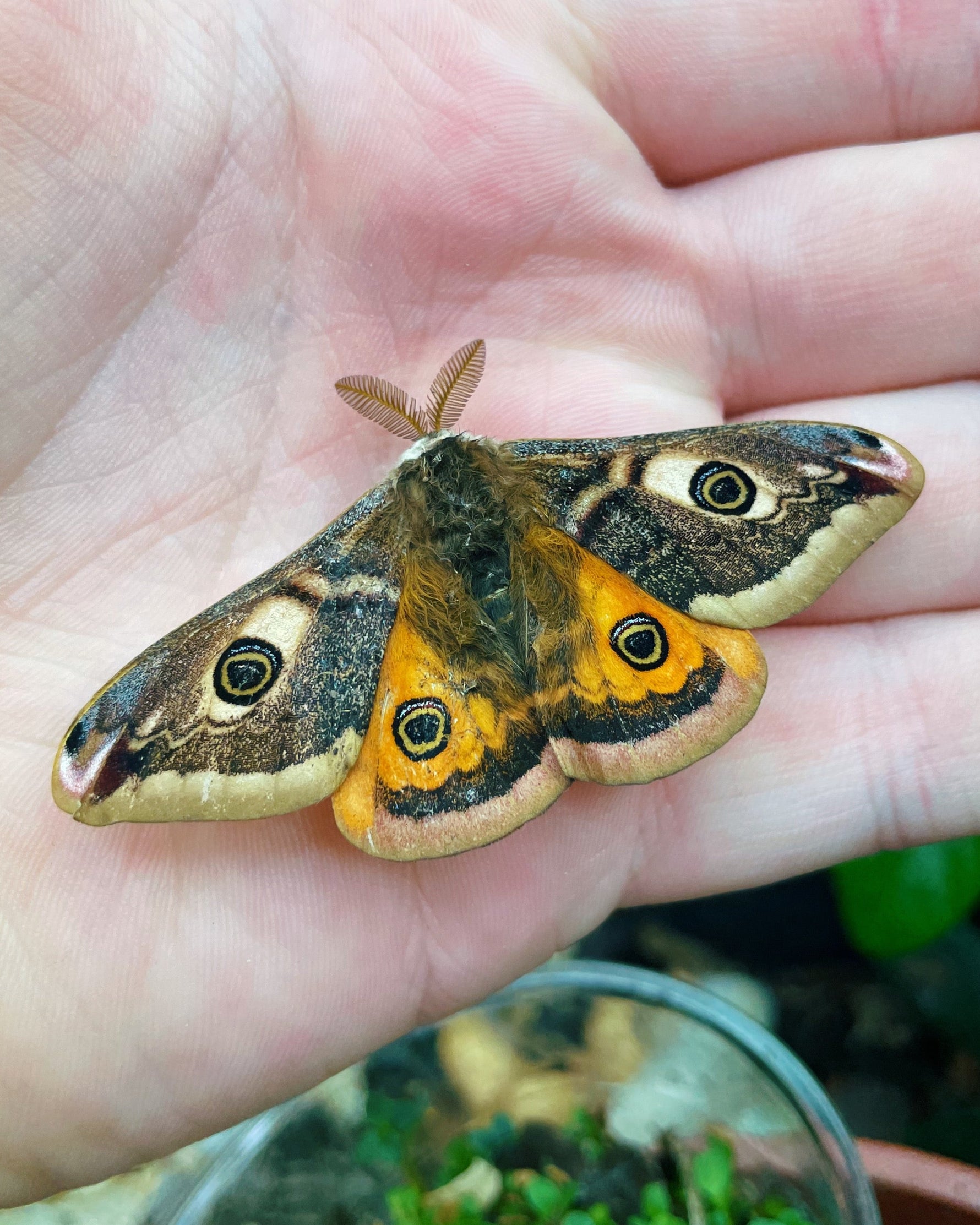 British Emperor Moth Care Guide (Saturnia pavonia) – Bugs & Butterflies UK