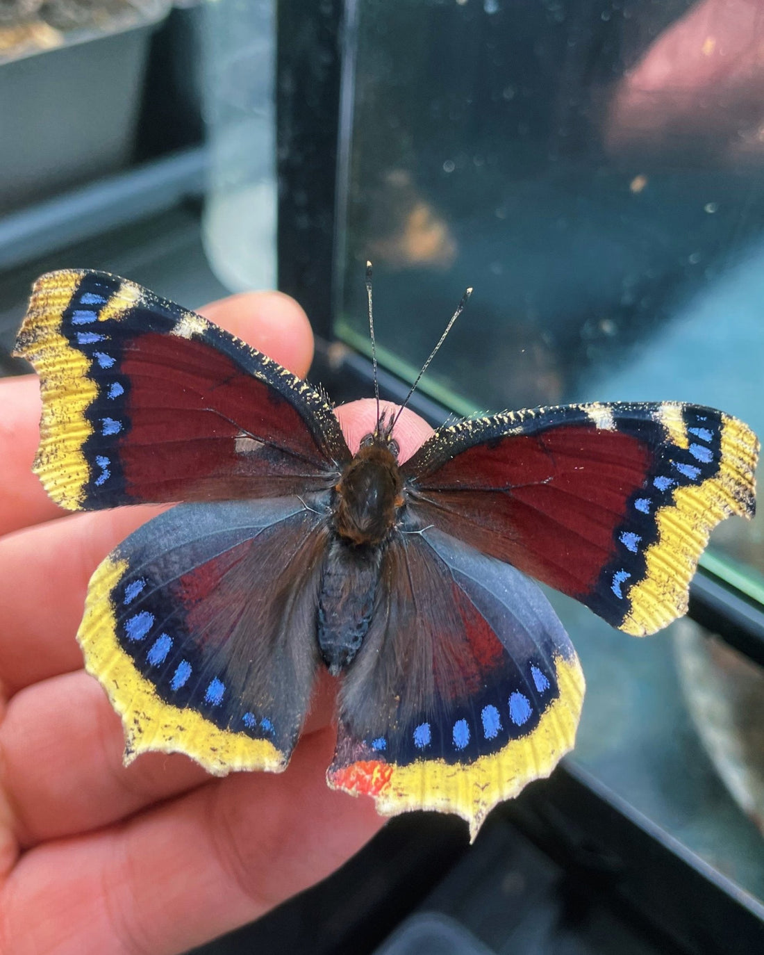 Camberwell Beauty | Nymphalis antiopa PUPAE for sale – Bugs ...