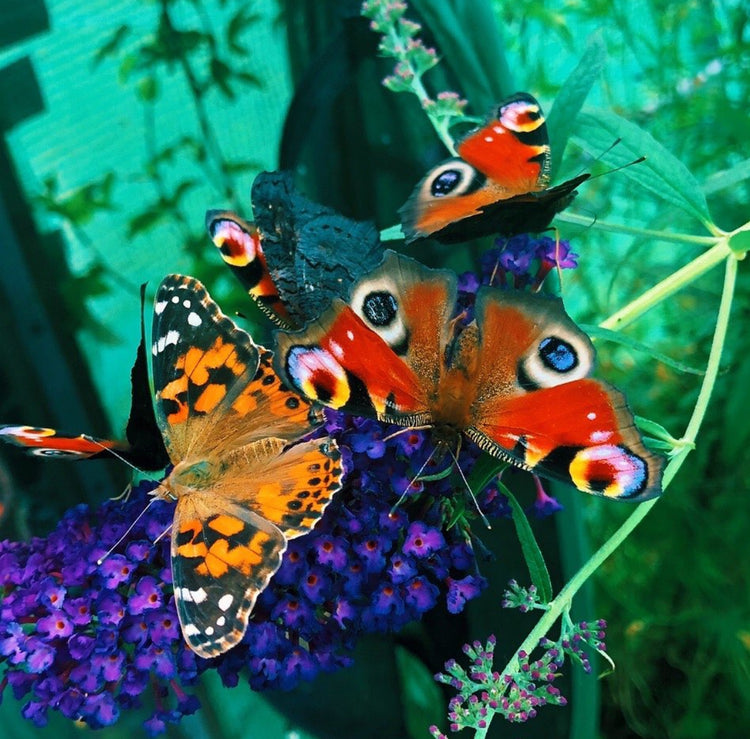 Native UK Butterfly Care Guide — Gardening, Feeding & Release – Bugs ...
