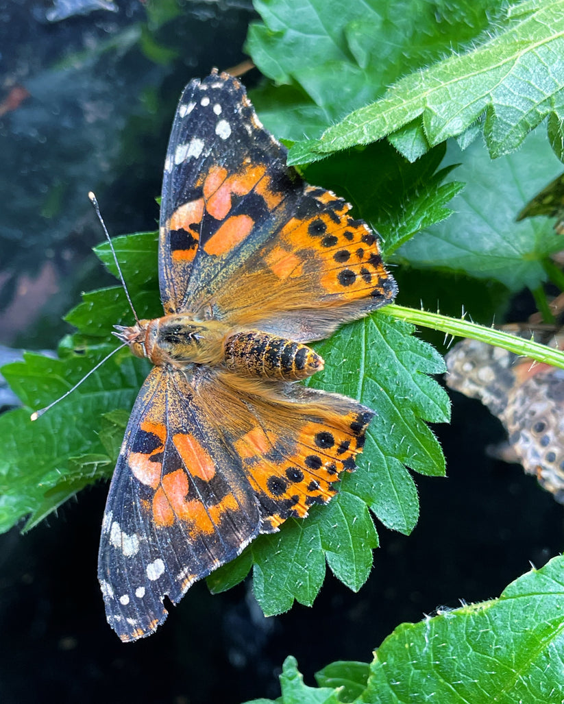 Painted Lady (Vanessa cardui) | EGGS – Bugs & Butterflies UK