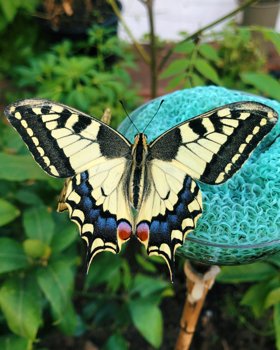 Papilio machaon Care Guide – Egg, Caterpillar, Pupa & Host Plant Care ...