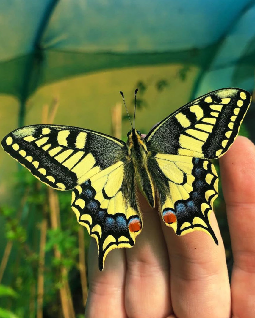 European Swallowtail | Papilio machaon EGGS – Bugs & Butterflies UK