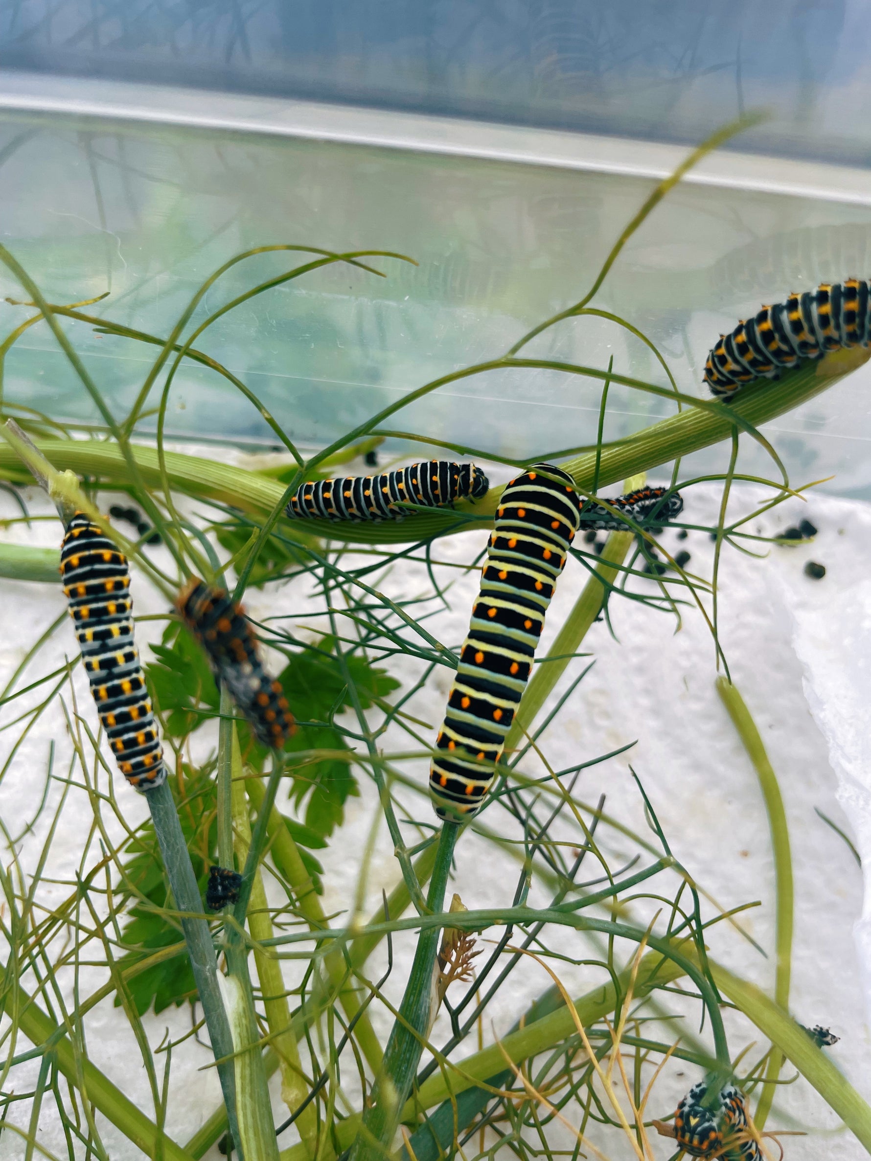 Papilio machaon Care Guide – Egg, Caterpillar, Pupa & Host Plant Care ...