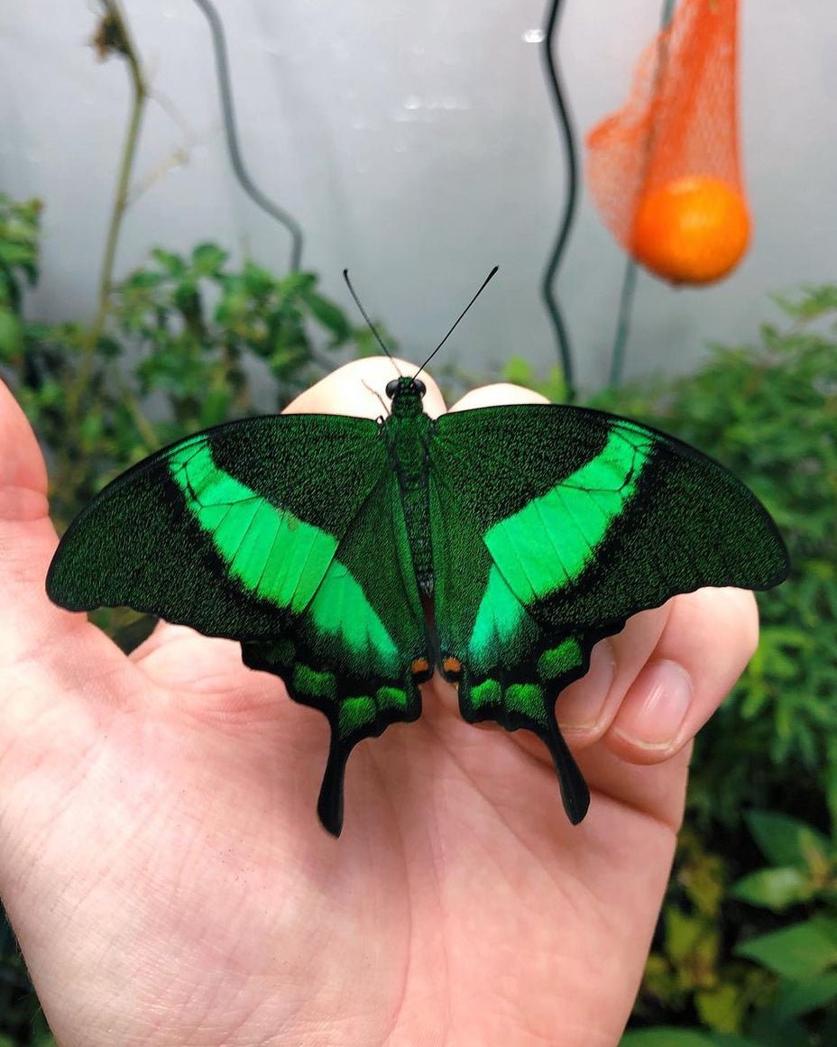 Emerald Swallowtail PUPAE (Papilio palinurus) – Bugs & Butterflies UK