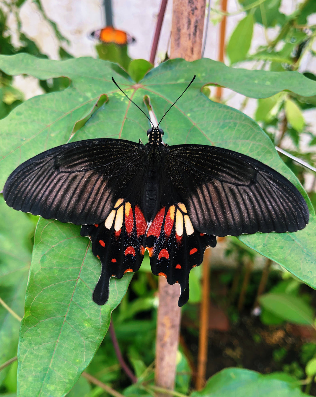 Butterfly & Moth Egg & Caterpillar Care Guide – Bugs & Butterflies UK