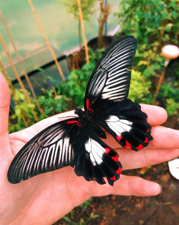 Scarlet Mormon Swallowtail | Papilio rumanzovia PUPAE – Bugs ...